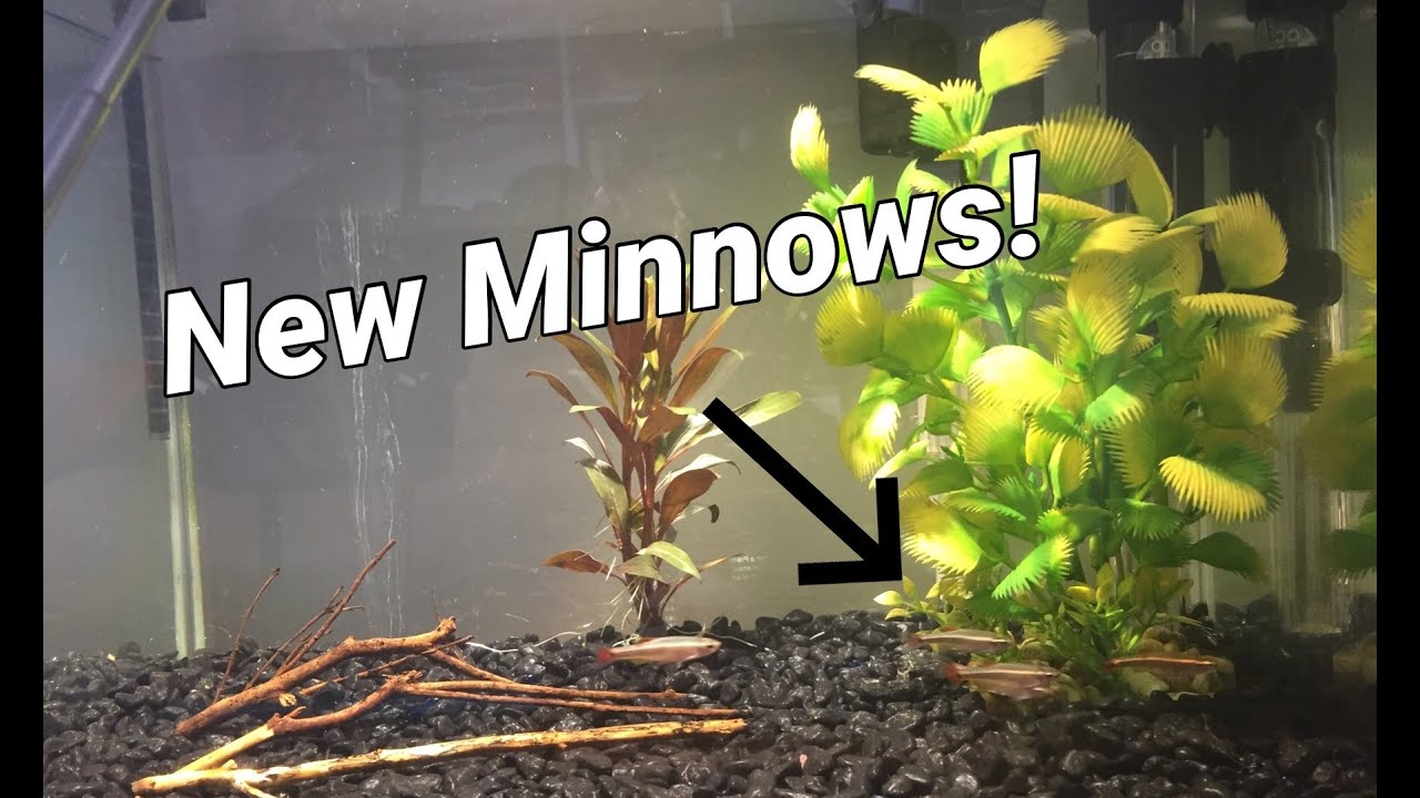 New Minnows in the fish tank! - YouTube
