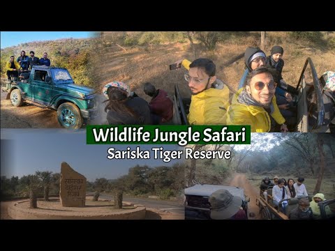 Wildlife Jungle Safari | Sariska Tiger Reserve | Alwar | Rajasthan ...