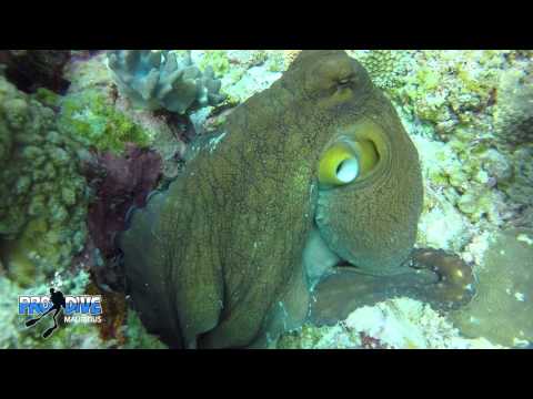 Octopus attack - YouTube