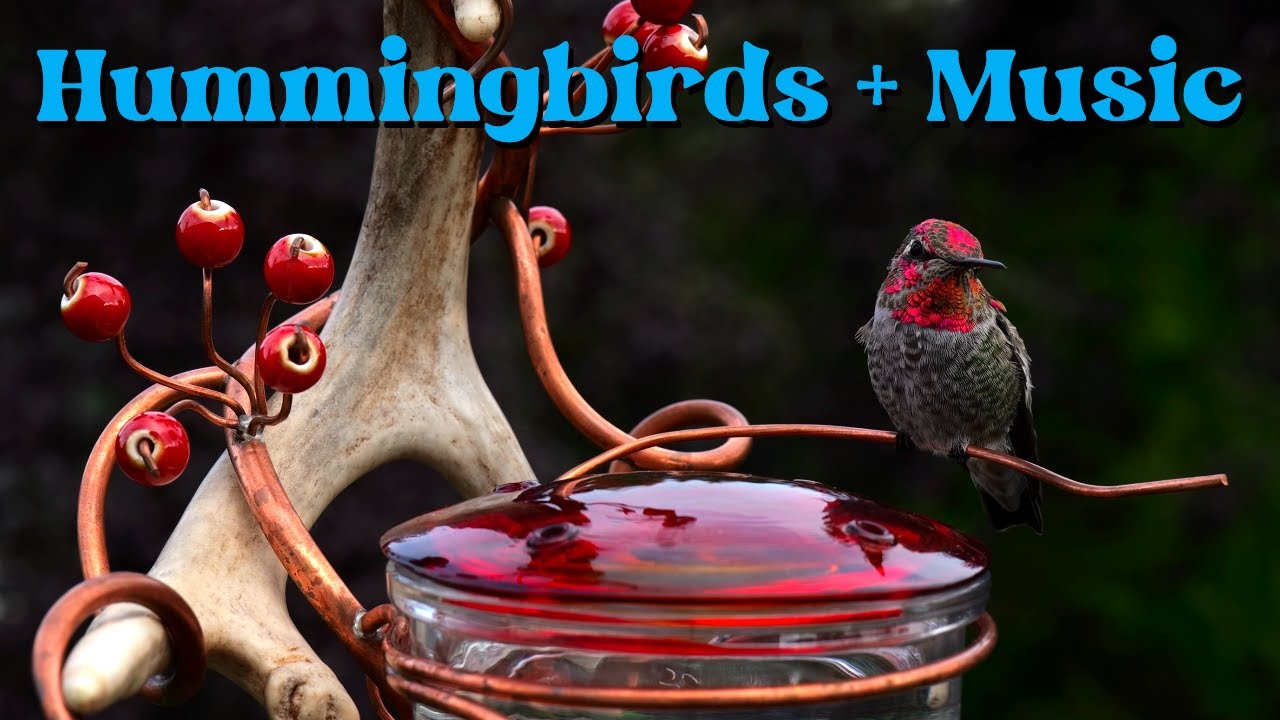 Hummingbirds at the Feeder (1 Hour Guitar Music) Vol. 3 - YouTube