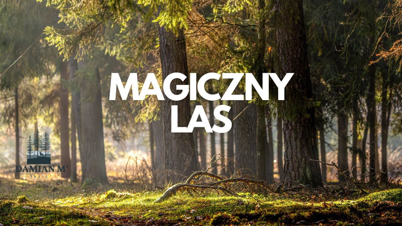 Magiczny Las. Magic forest. - YouTube