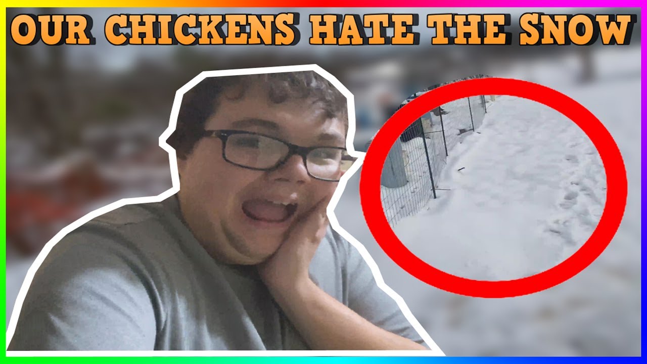 Chickens Freaking Out In The Snow | VLOGS - YouTube