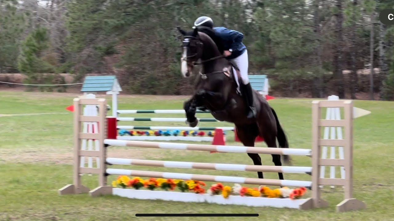Gold Czar (Remi) - 2nd ever Horse Trial - Jumping Branch HT - Feb ‘ 24 ...