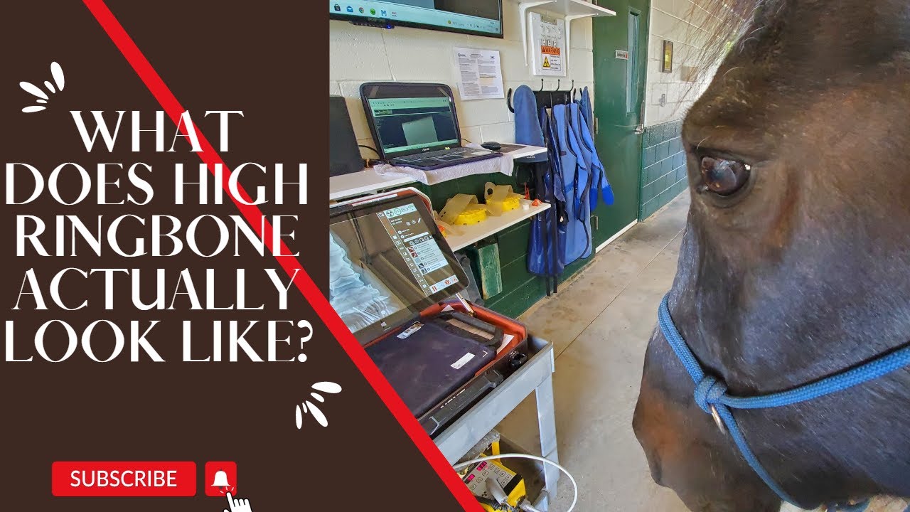 High Ringbone, What does it really look like? Should you be concerned ...