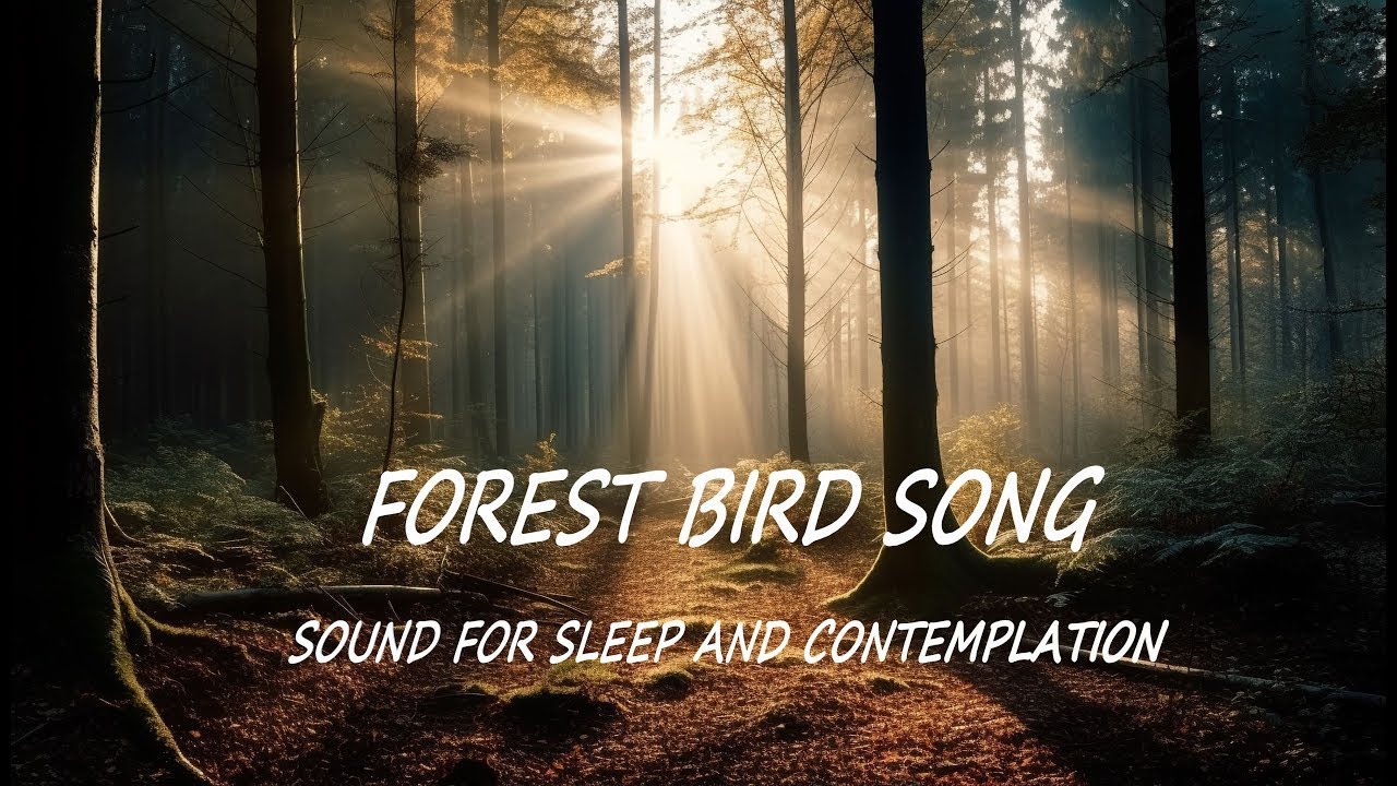 Music of nature / Sounds of the forest / Beautiful melody stress relief ...