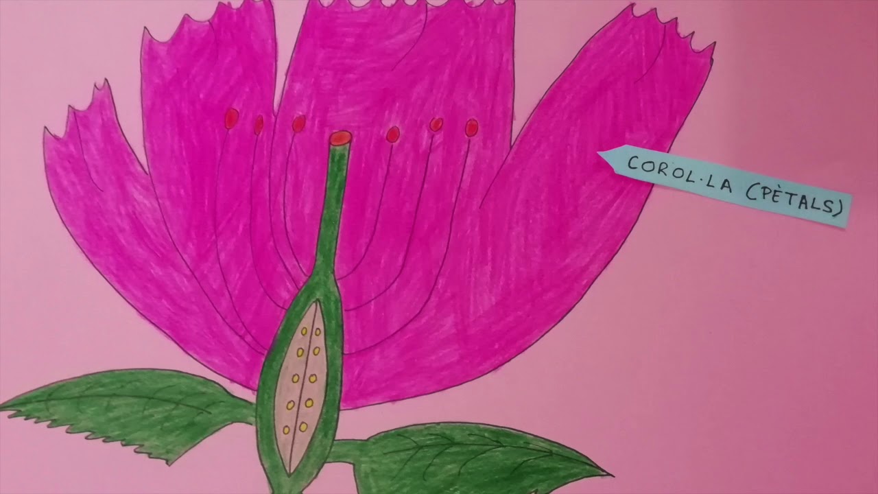 Les parts d'una flor - YouTube