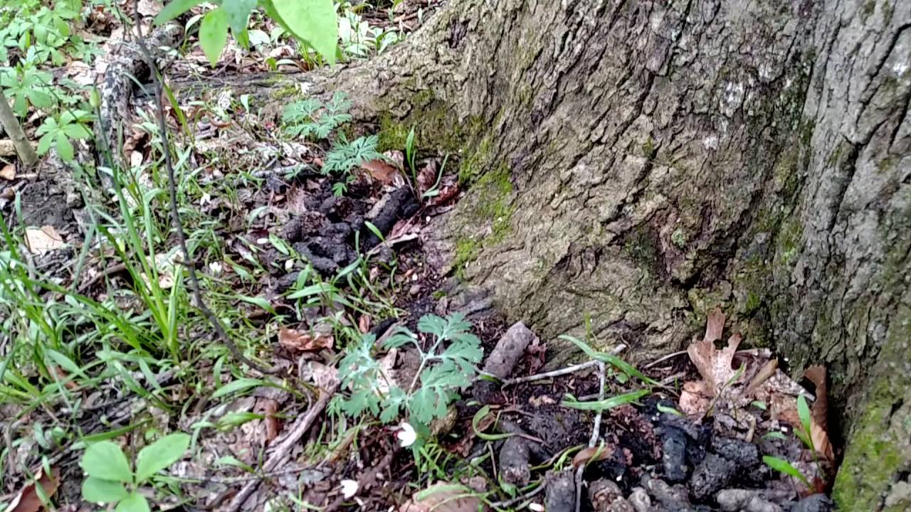 Coon poop - YouTube
