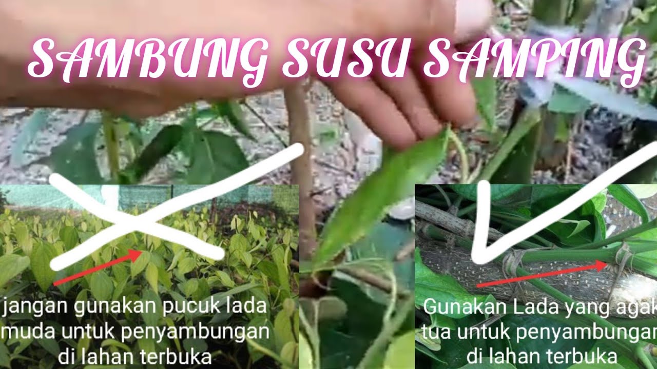 LADA SAMBUNG MELADA|| SAMBUNG SUSU SAMPING DAN MEMILIH BATANG LADA ...