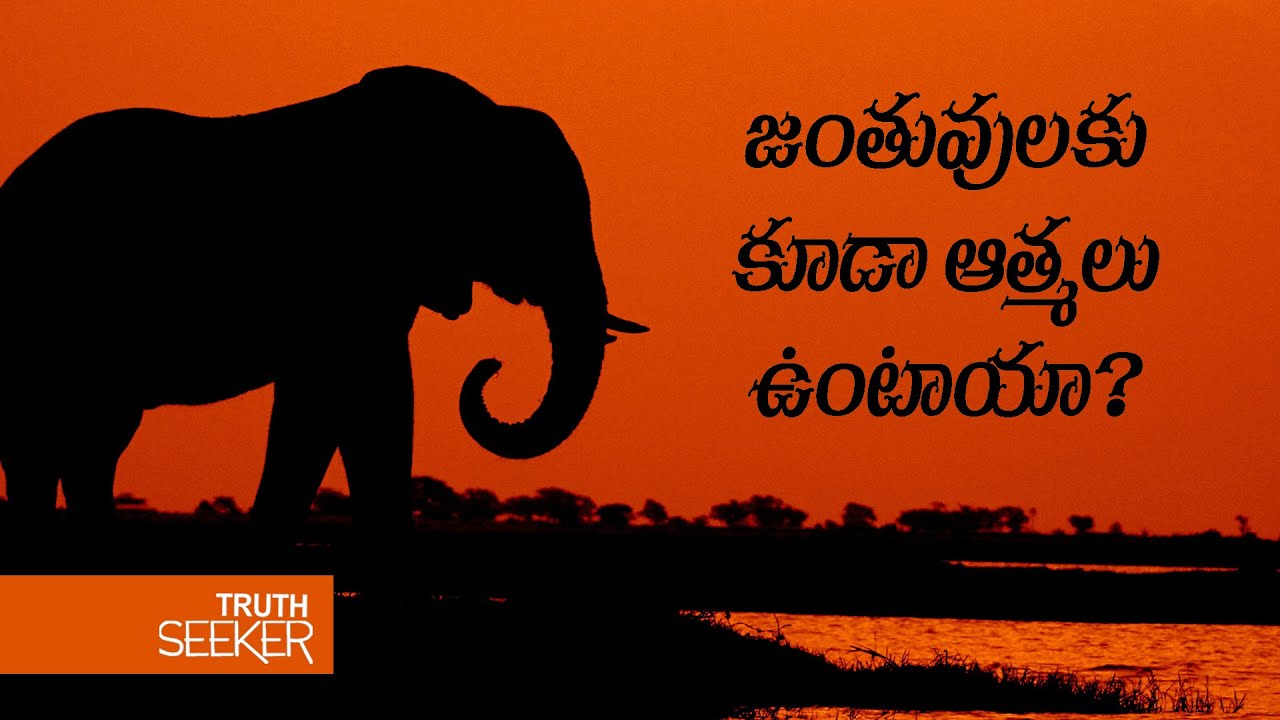 Janthuvulaku kooda athmalu untaya? | Do animals have souls? telugu ...