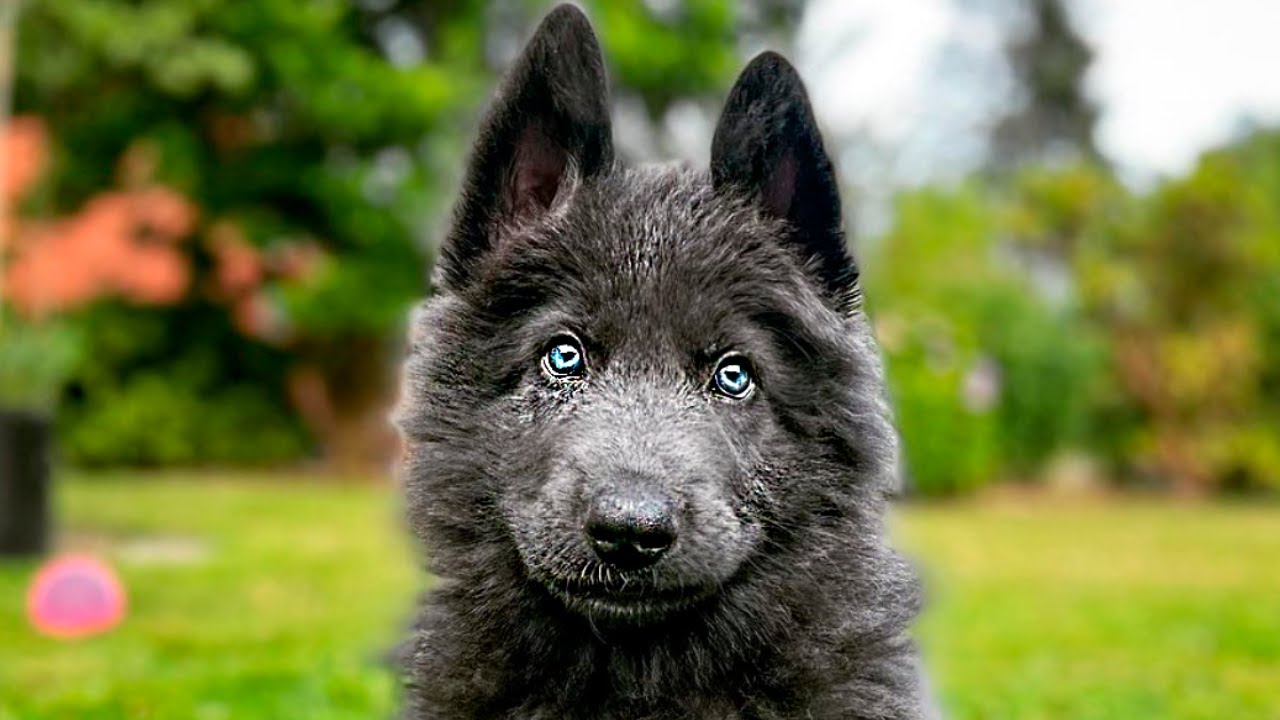 ¿Qué es un perro PASTOR ALEMÁN AZUL? - YouTube