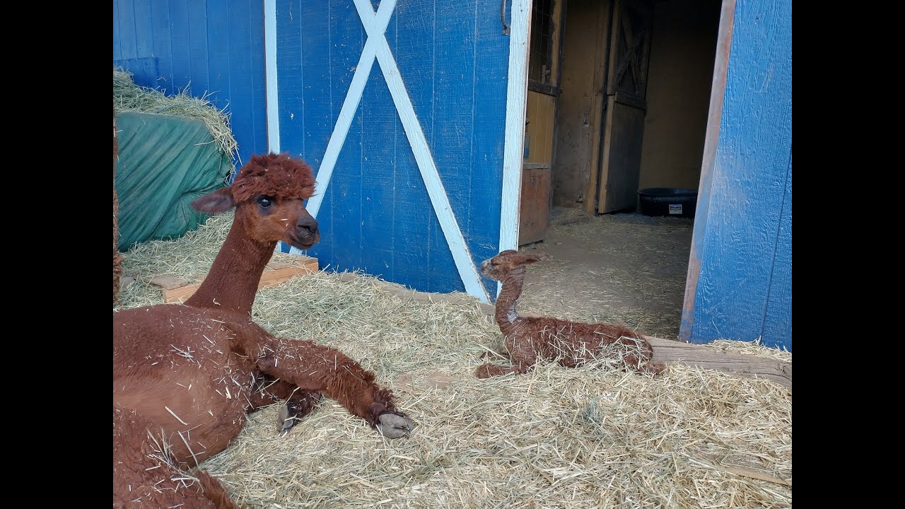 An Easy Alpaca Birth (at least from our perspective) - YouTube