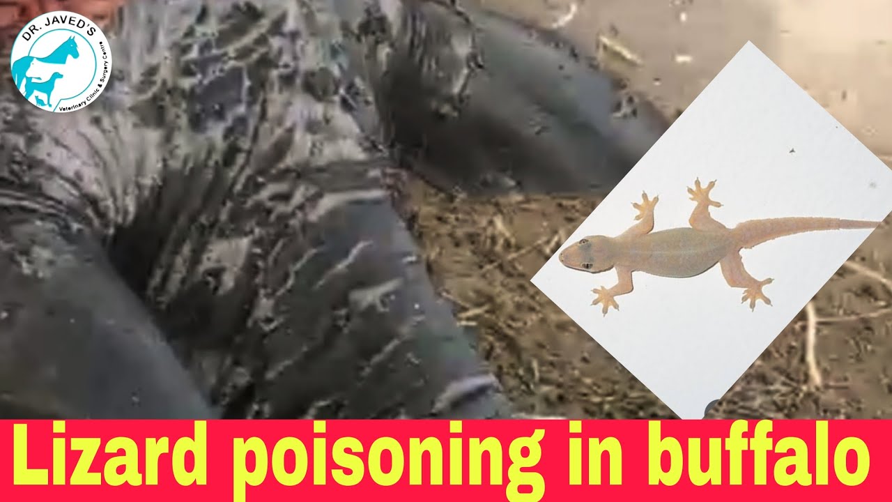 Lizard toxicity symptoms and treatment in cattle #drjavedKhoso. - YouTube