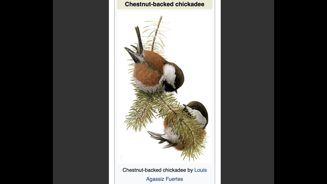 RARE Chestnut-Backed Chickadee - YouTube