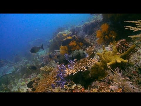 Hot Reefs, Hot Corals - coral bleaching for dummies :-) - YouTube