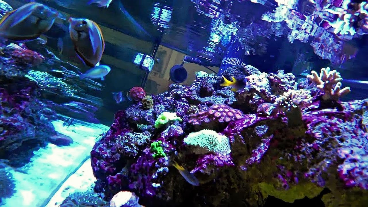 Discovery Aquatics Palm Harbor Customer Fish Tank - YouTube