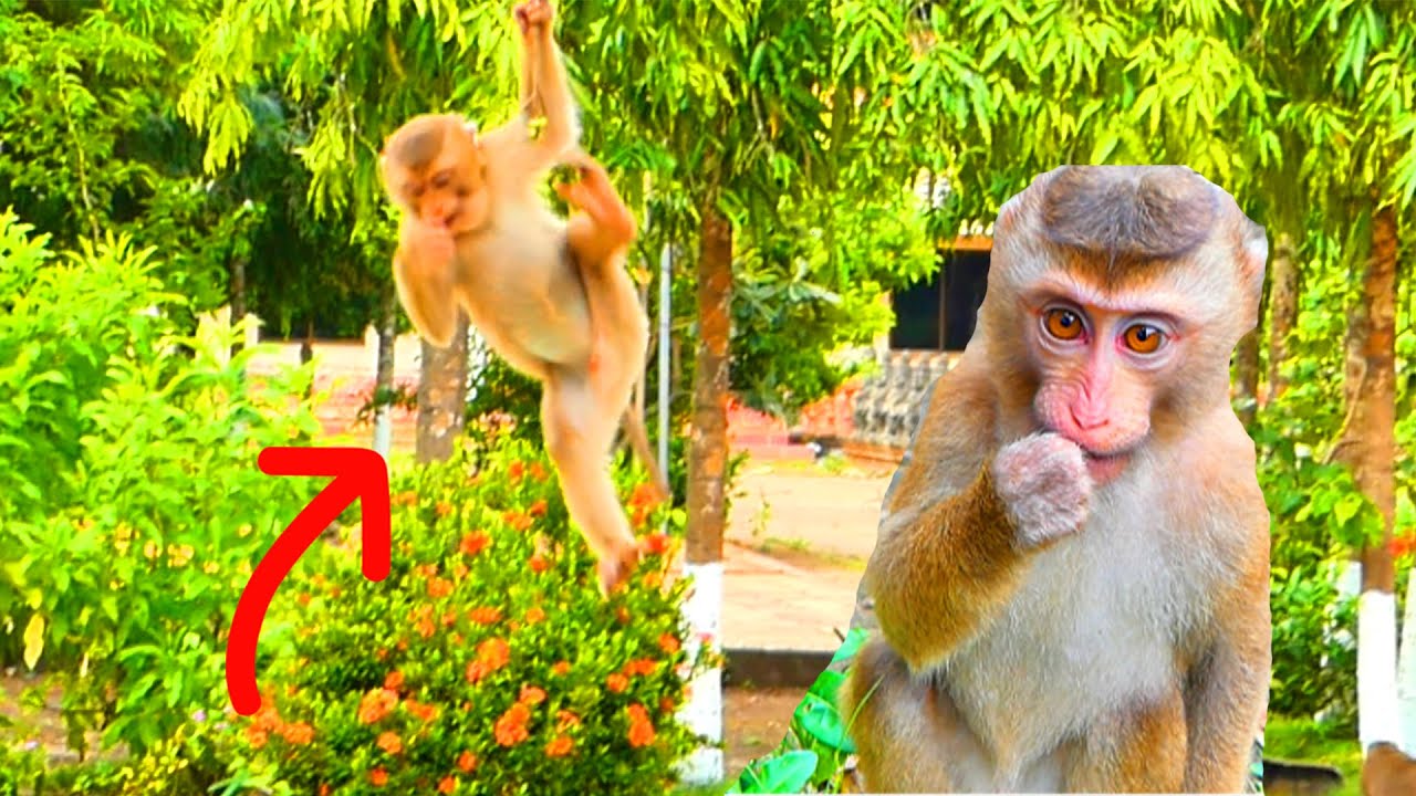 Wow. Super Strong Smart little Saro diving from the tree running ...