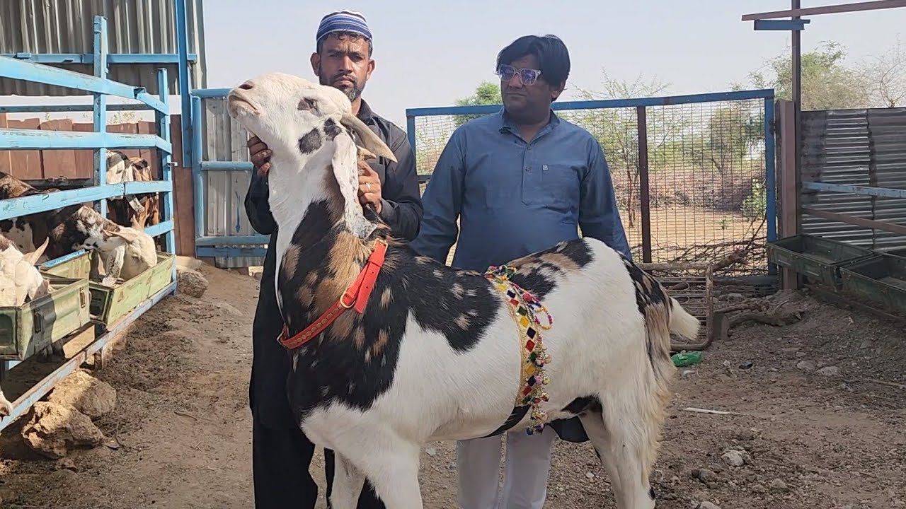 Bhaijaan The Biggest And Most Beautiful Gujri Goat Of Anas Bhai Delhi ...