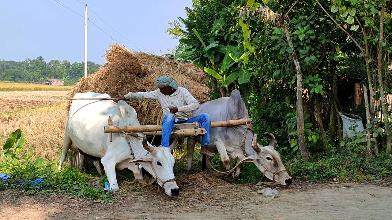 The bullock cart got stuck in the deep // Bullock cart heavy load ...