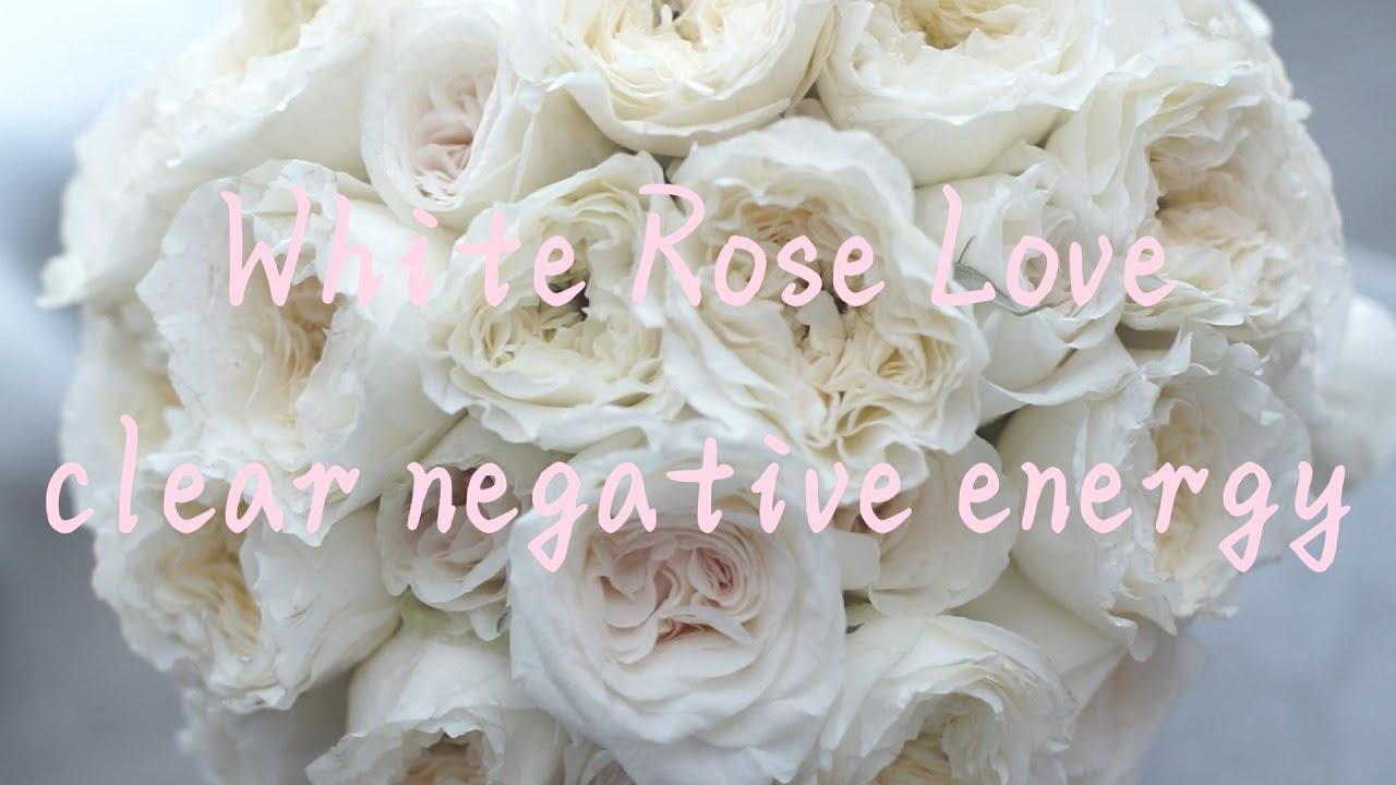 【療癒音樂】Pure White Rose Love, Clearing Negative Energy/純白玫瑰 淨化負能量/純白いバラの愛 ...