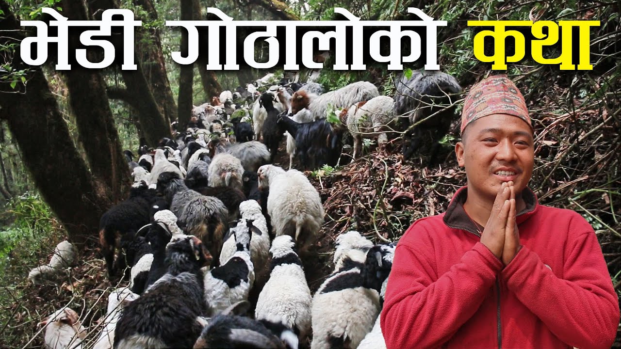 यति धेरै भेडा बाख्रा लिएर मनास्लुको फेदी सम्म पुग्ने गोठालो ! - Sheep ...