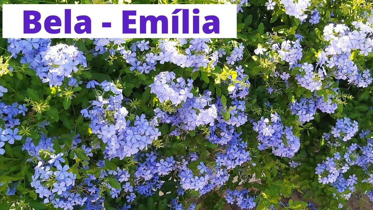 Bela-Emília (Plumbago Auriculata) - YouTube