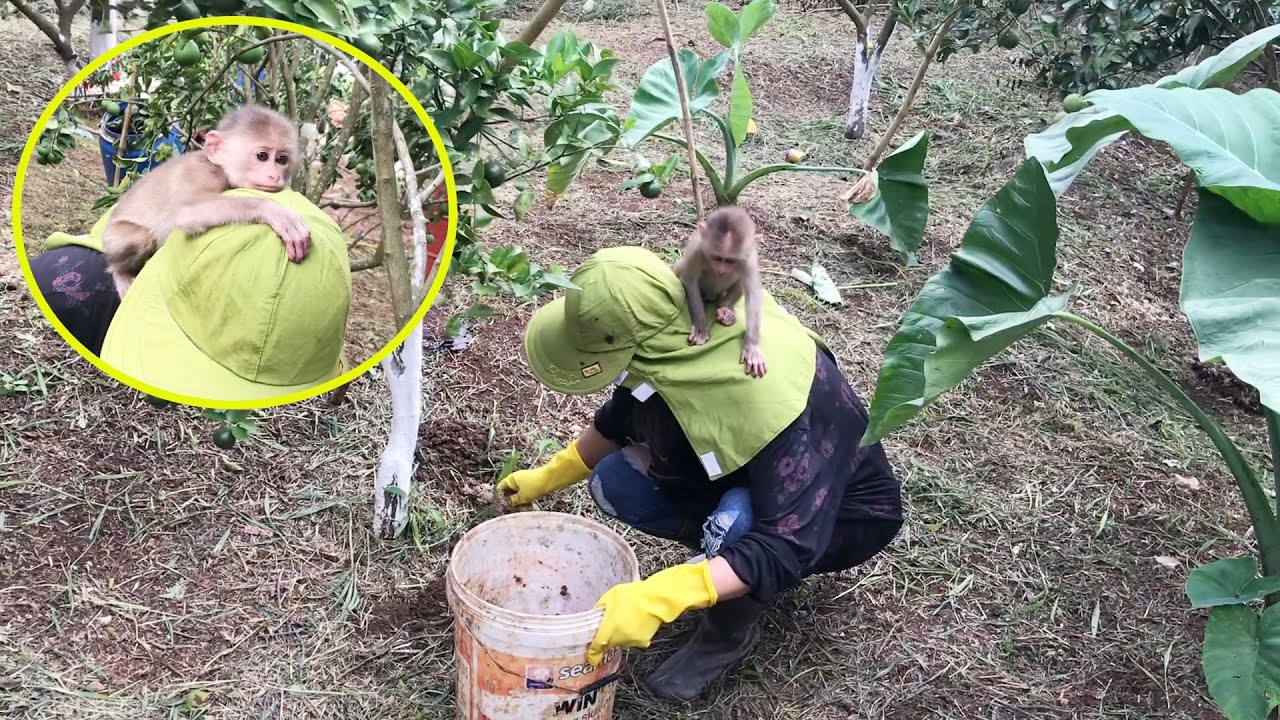 Adorable Ricky monkey and Miss Mai take care of plants with organic ...