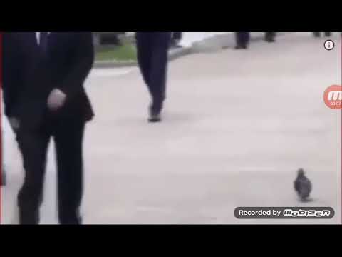 Bird and Putin