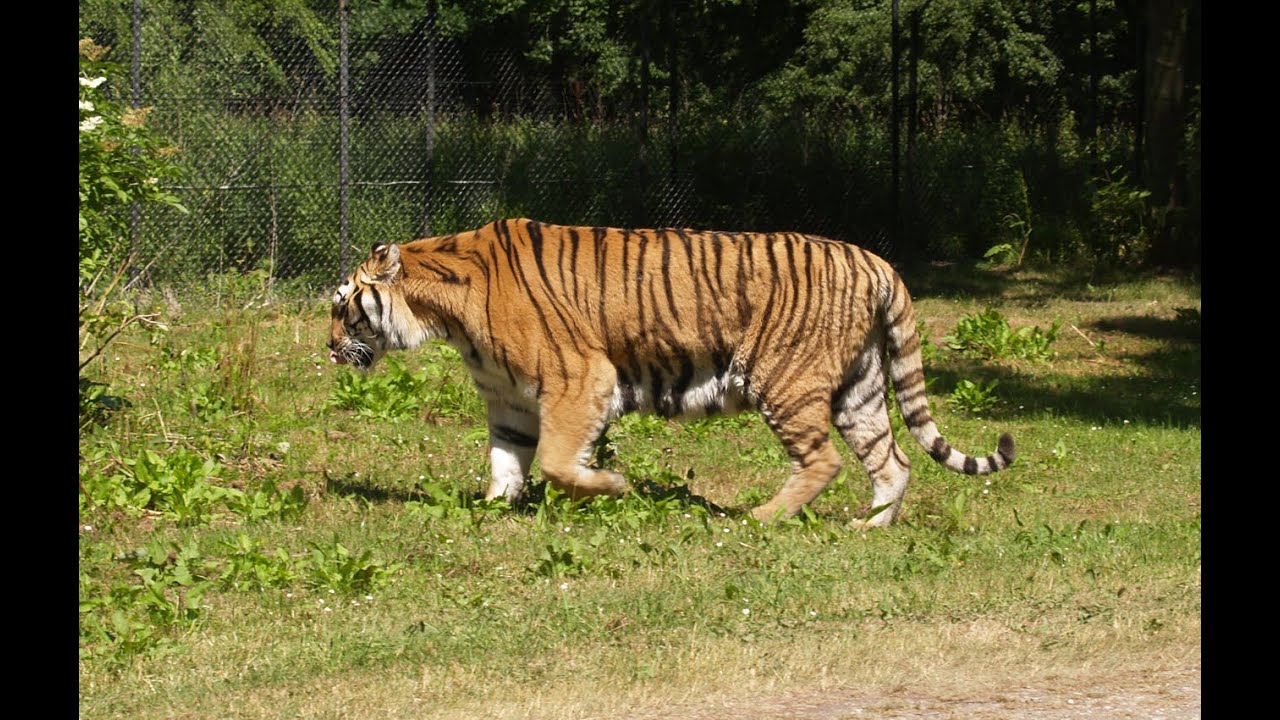 Tiger Enclosure, Knuthenborg Safaripark, Denmark. - YouTube