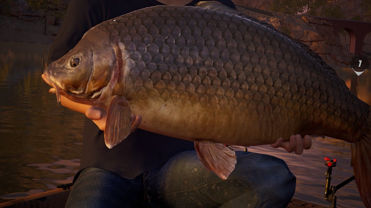The Catch - Carp and Coarse Live streaming (FISHING GAME) - YouTube