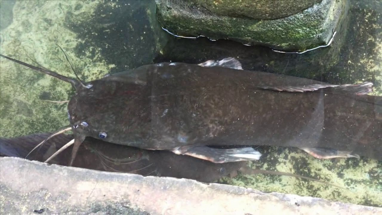 Ikan Lele Jumbo Hot Sex Picture