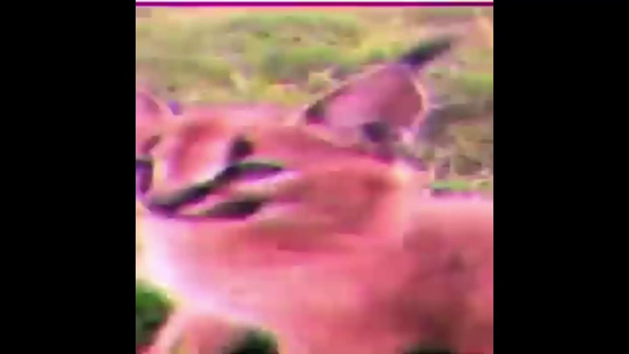 Floppa that I used to know - YouTube