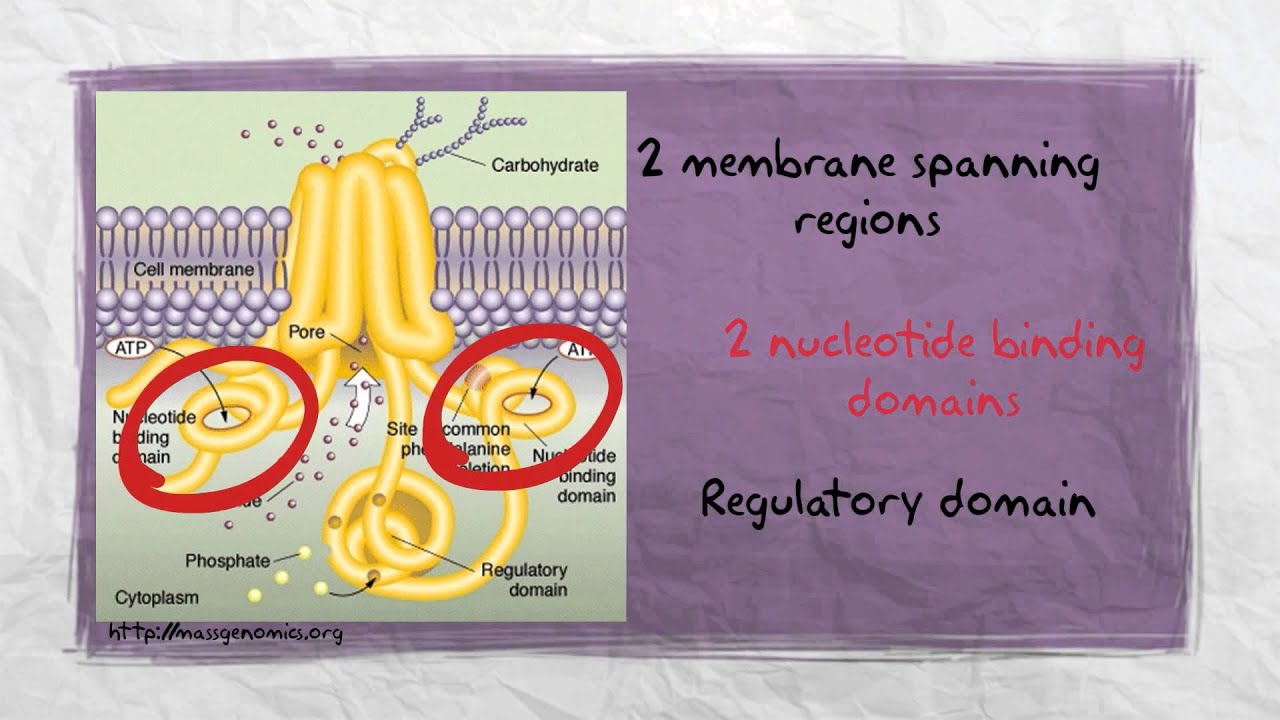 Genetics of CF - YouTube