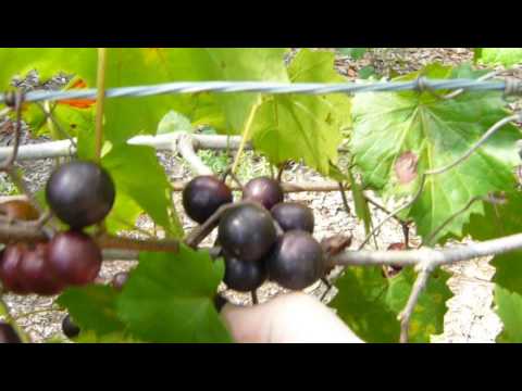 Muscadine Grapevines - August 2016 South Georgia - YouTube