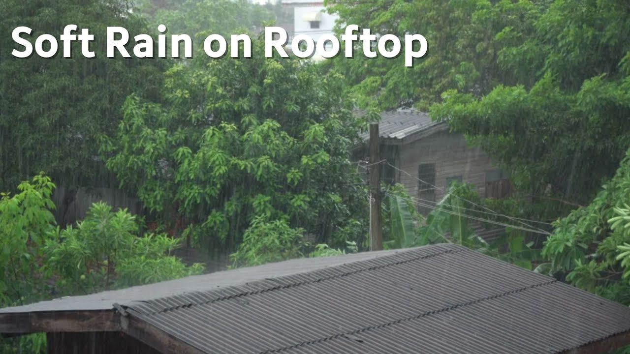 Smooth Rain in the Morning - Relaxing Rain Sounds in Nature - YouTube