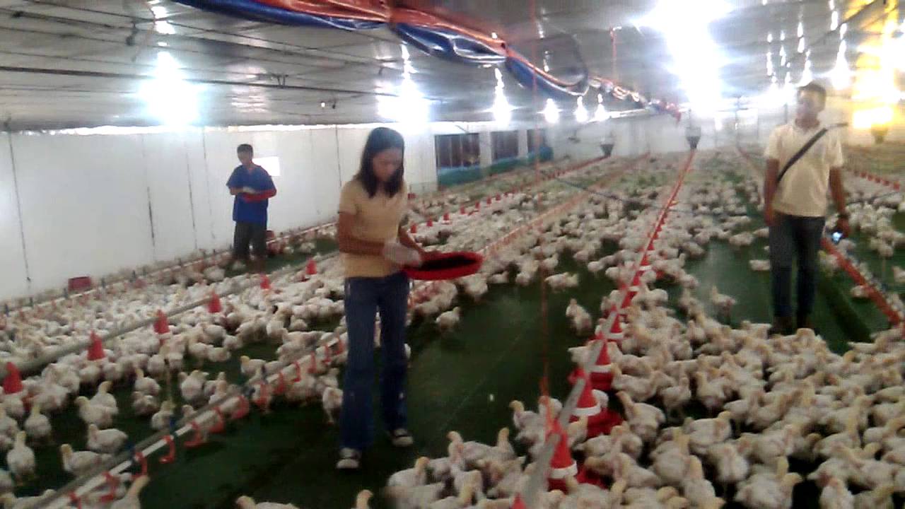 Applying the Bioplus Activator for Ammonia and Flies Control - YouTube