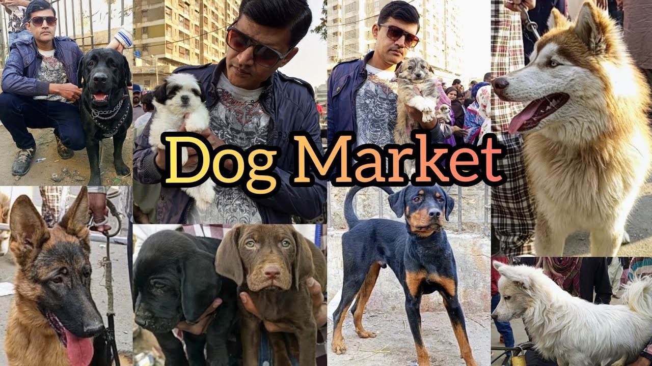 Dog Kutta Market Saddar Karachi Pakistan Kutton ki Market 22-1-23 #dogs ...