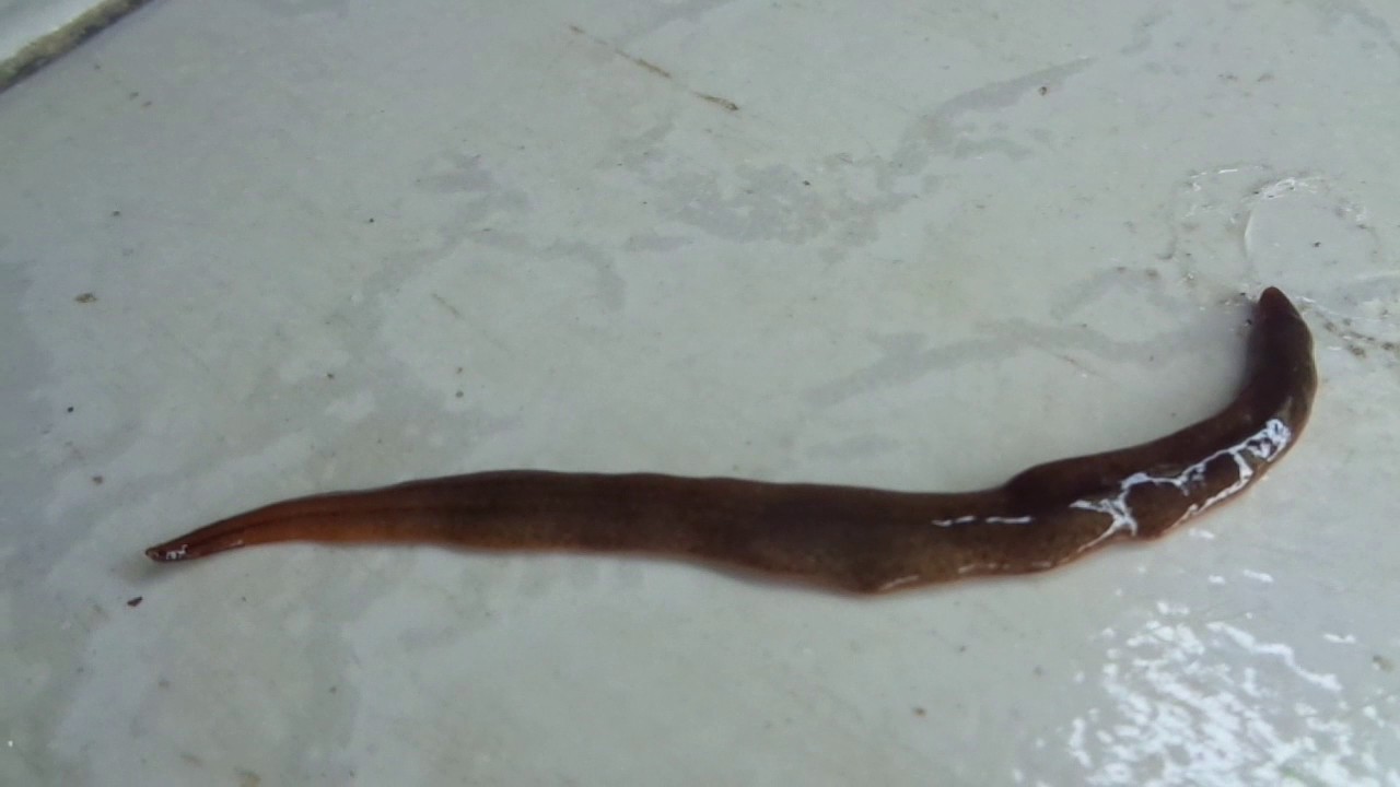 Estranho tipo de lesma - YouTube
