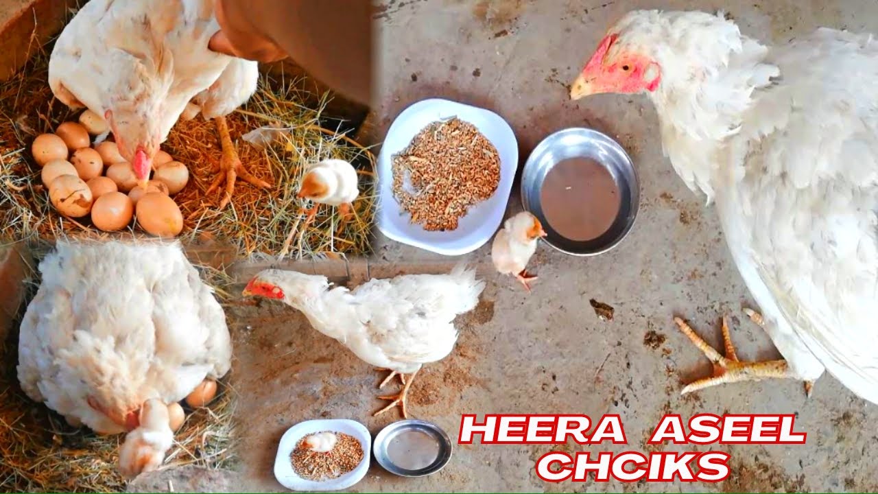 Heera Madi K Bachy Nikal Aaye | Heera Aseel Farm | Vicky Pets Land ...