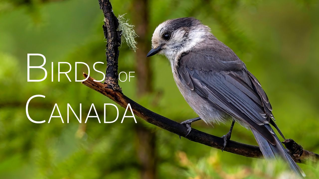 Birding Adventure in Central Canada: A Short Expedition | Birds of ...