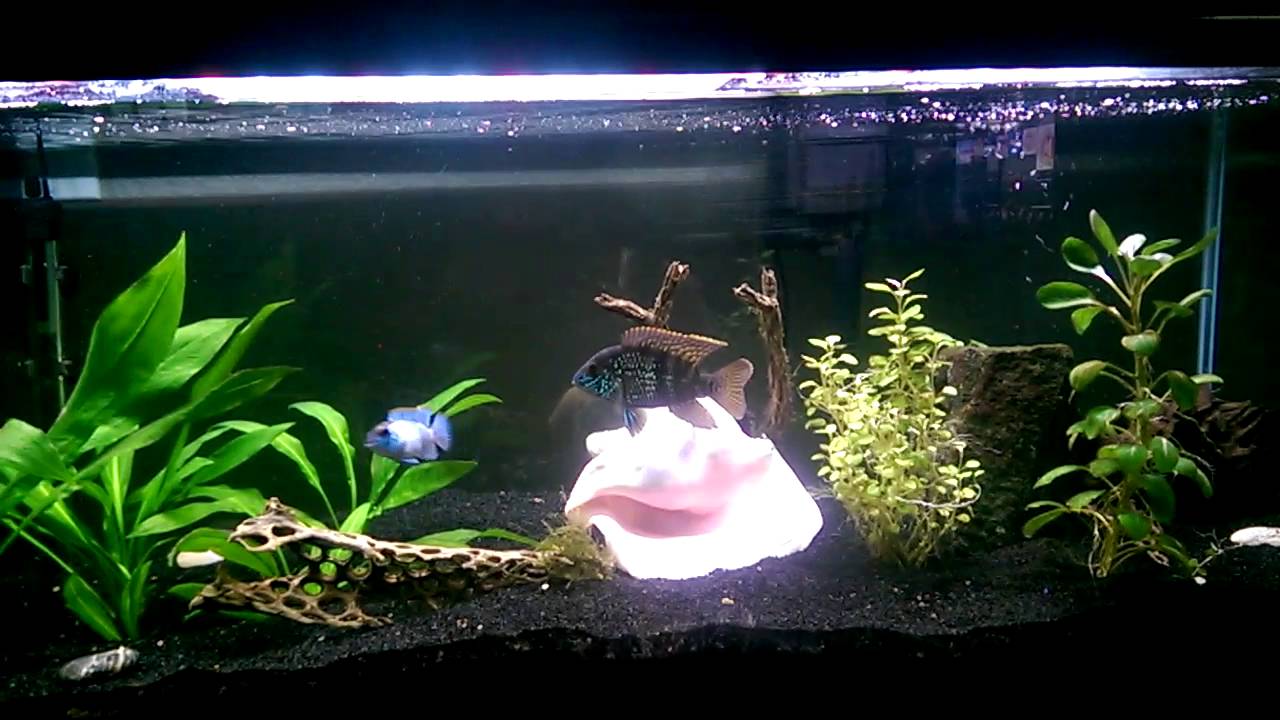 Electric Blue Acara/Green Terror Hybrids - 10 Months - YouTube