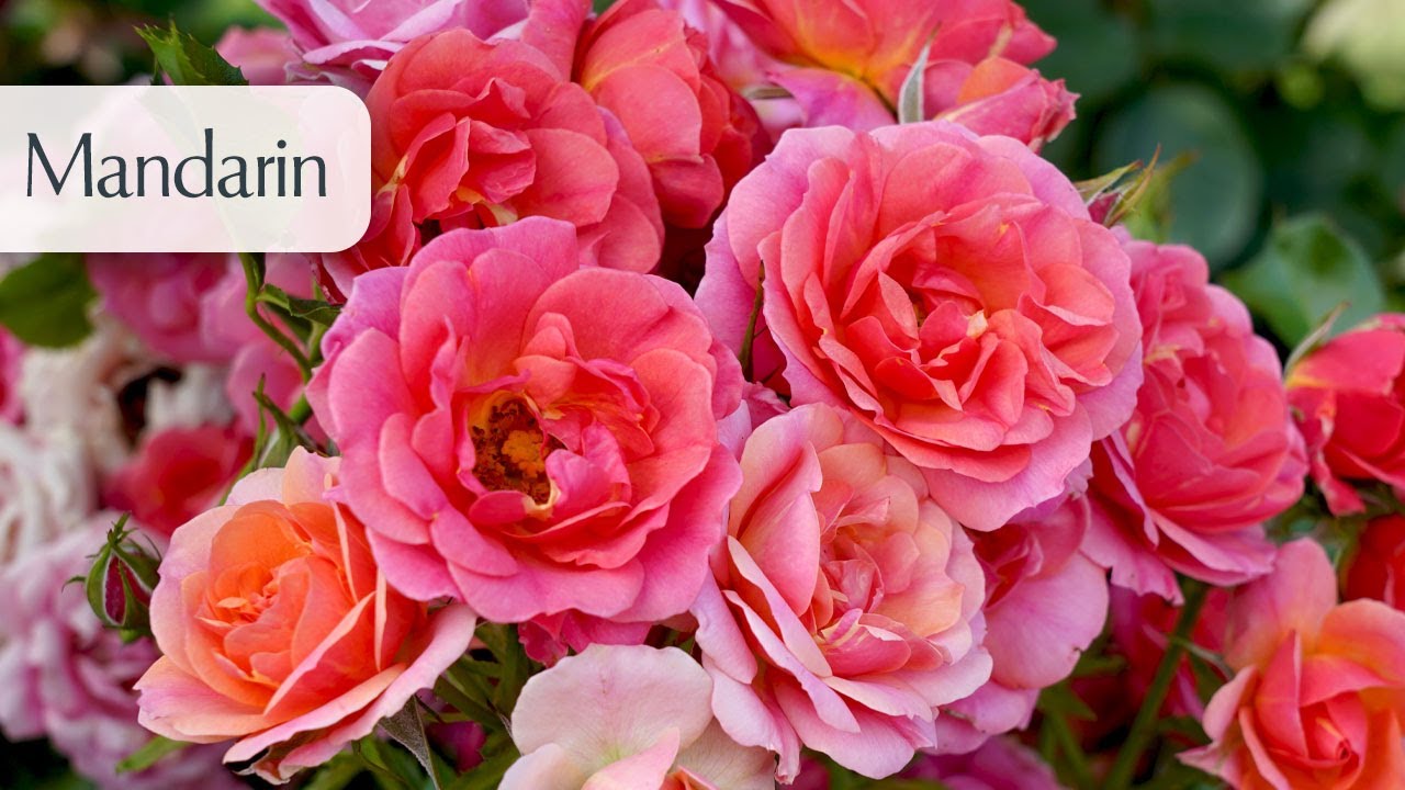 Mandarin - Rose - YouTube