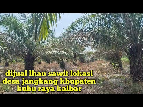 Dijual kebun sawit desa jangkang kbupaten kubu raya klbar