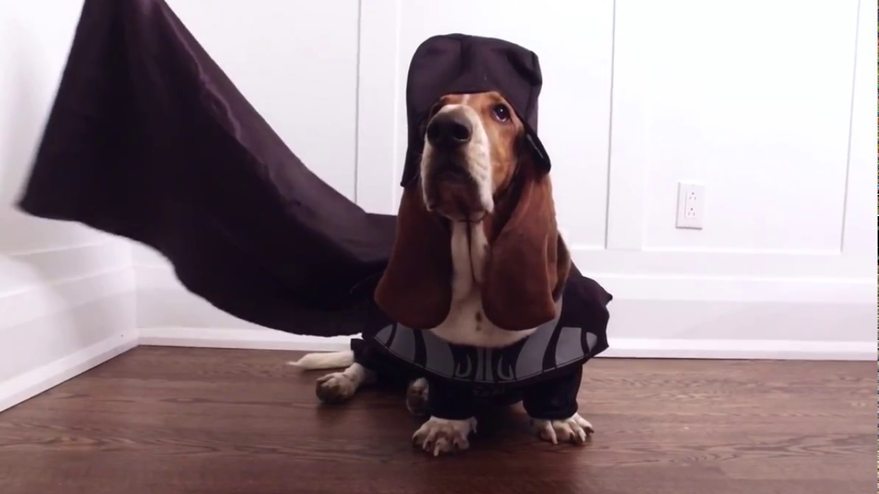 darth vader dog! - YouTube