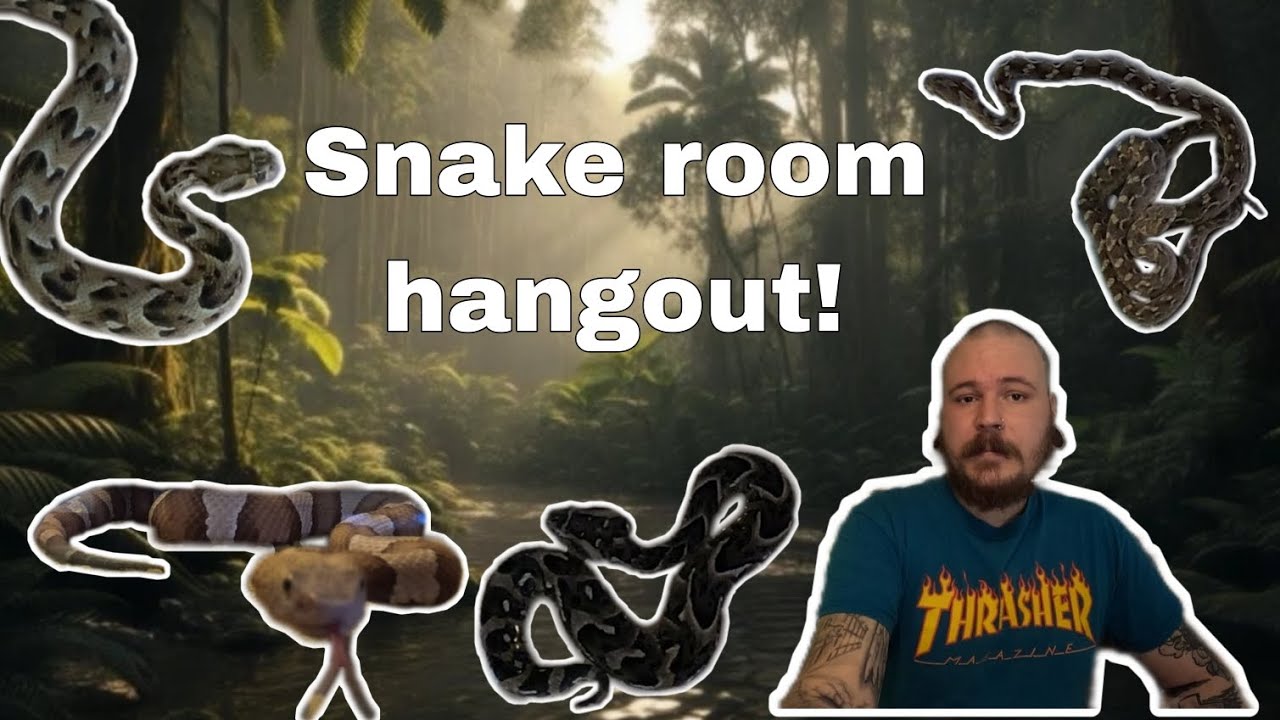 VENOMOUS SNAKES cleaning, bathing and feeding! - YouTube