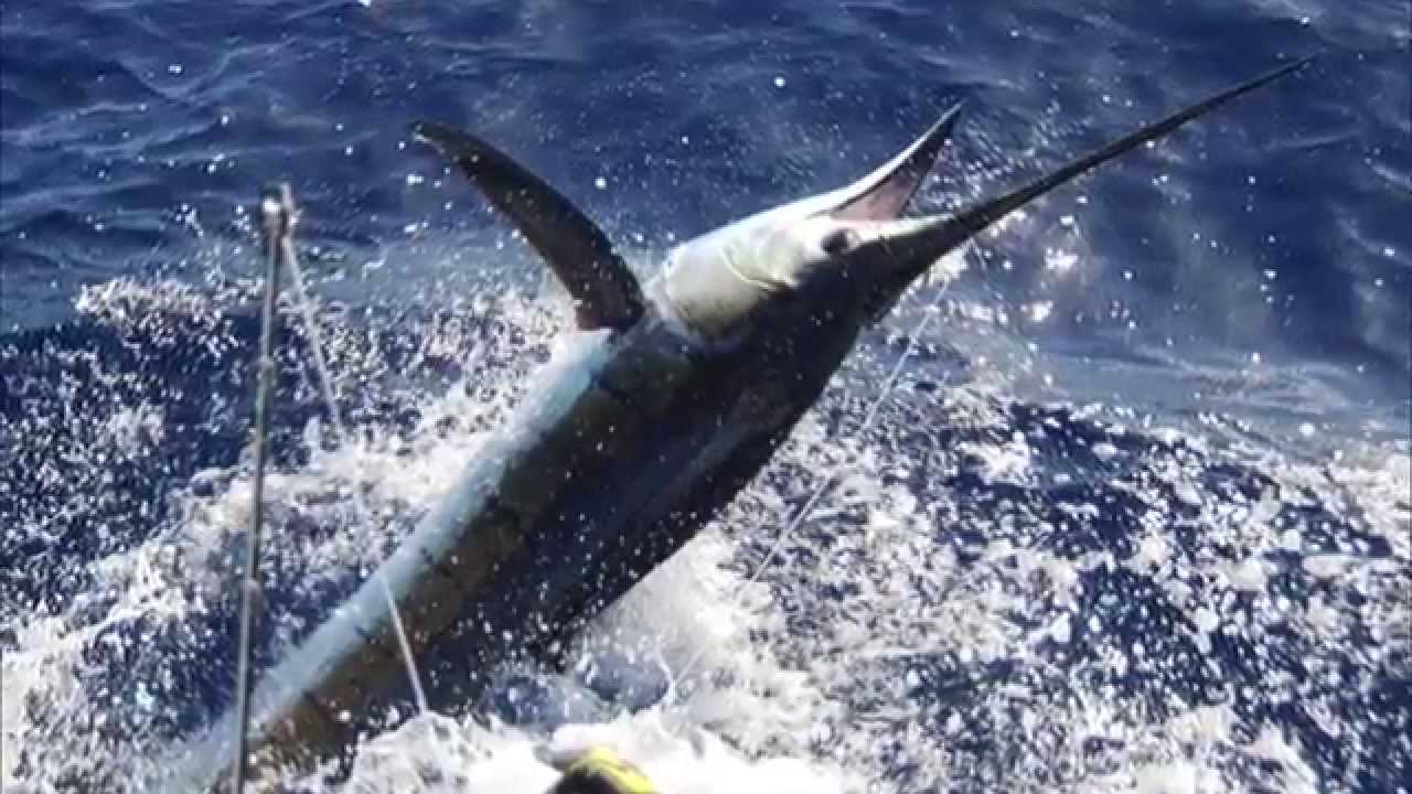 Offshore fishing with Skeet Warren on the Bushwacker in Costa Rica ...