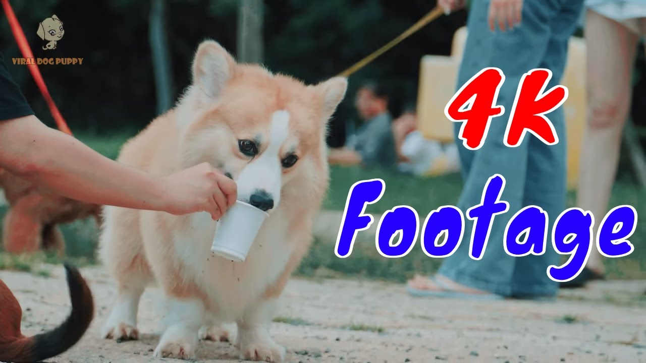 4K Quality Animal Footage - Dogs and Puppies Beautiful Scenes Episode 4 ...