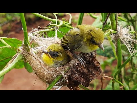Baby birds leaves the Nest | White eye bird Final Day | Babies Leaving ...