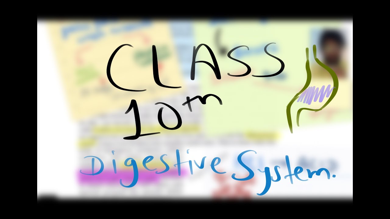 class 10 digestive system - quick revision - YouTube