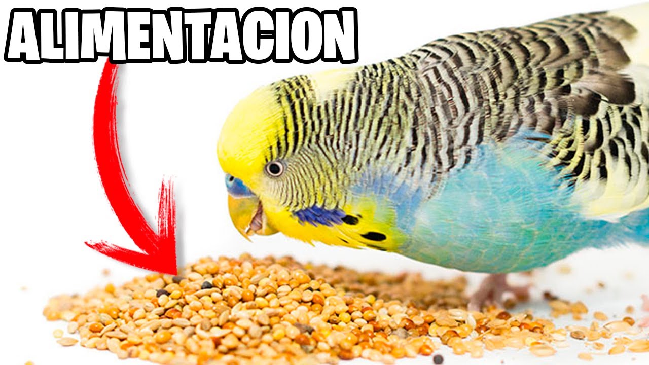 ALIMENTACION PARA PERIQUITOS - YouTube