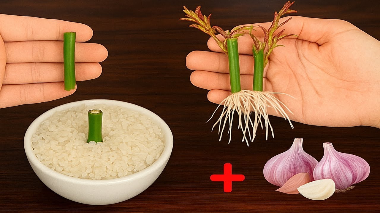 Secret to Propagating Roses with Rice Water & Garlic – Super Fast Rooting Made Easy at Home ...